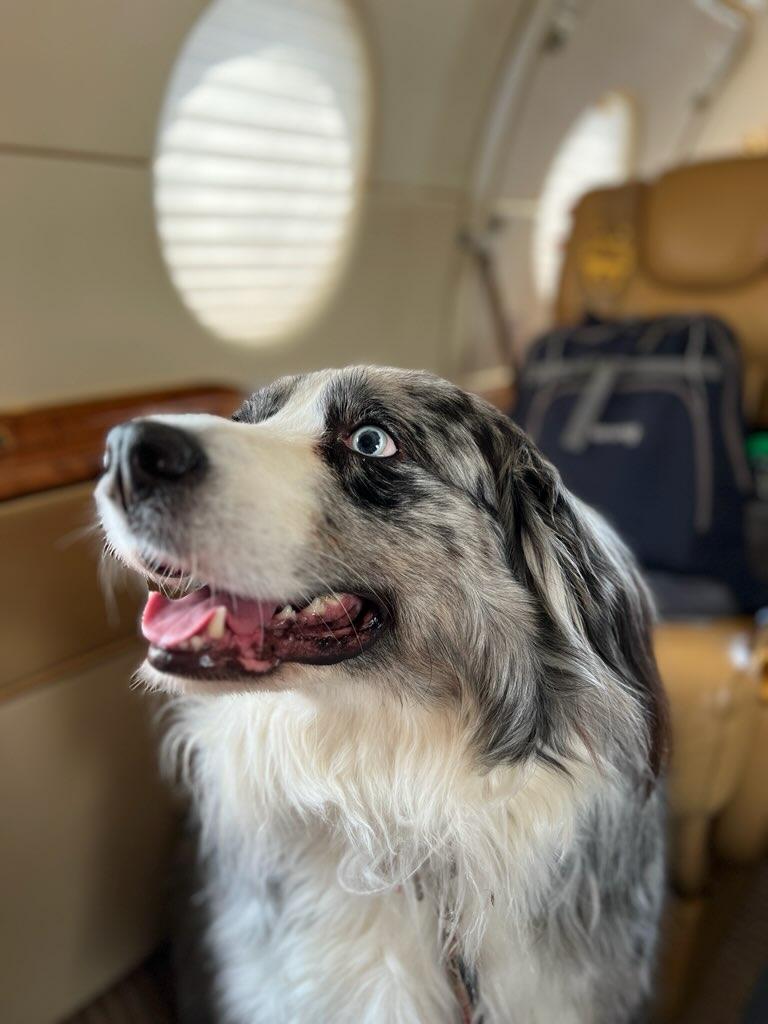 Pet Jets Success: Puerto Rico > Miami | Pet Jets Private Air Transportation